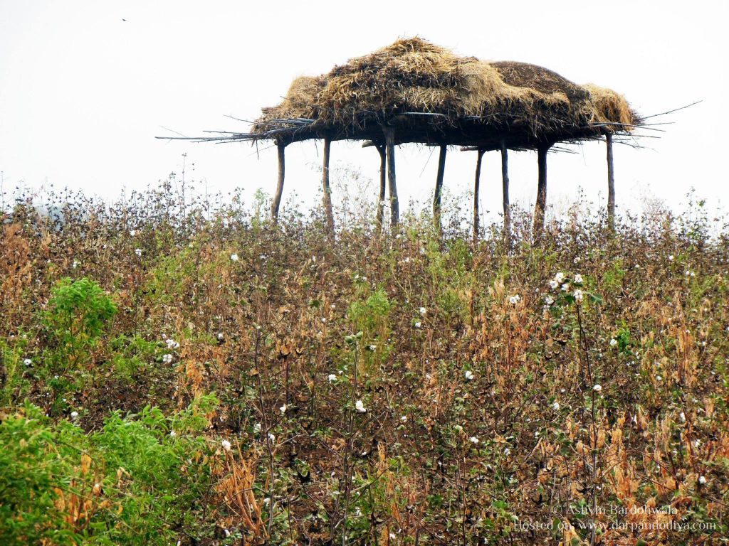 Junaraj Eco Tourism Campsite, Narmada, Gujarat – Darpan Dodiya