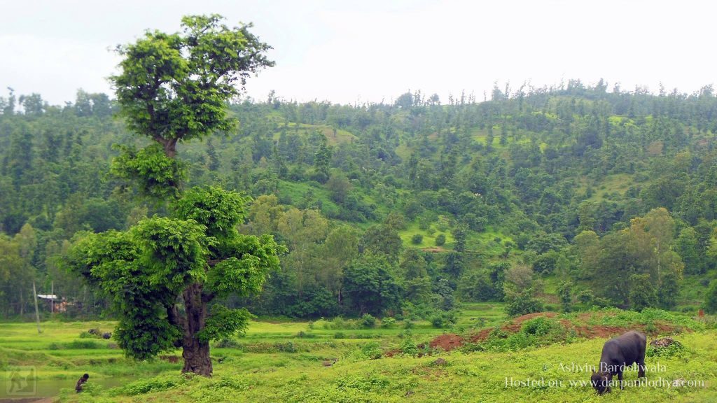 [Photos] [Monsoon] Wilson Hills Dharampur and Shankar Dhodh Waterfalls ...