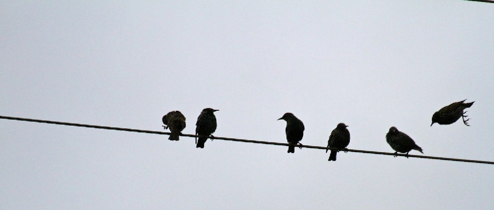 Dang Bird Festival at Mahal Eco Campsite, Purna Wildlife Sanctuary ...