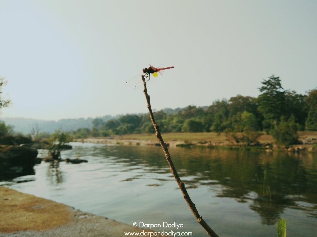 Purna Wildlife Sanctuary, Dang, Gujarat – Darpan Dodiya