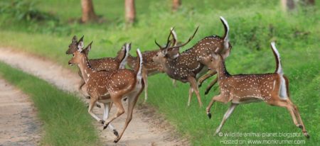 Pania Wildlife Sanctuary, Amreli, Gujarat by wildlife-animal-planet ...